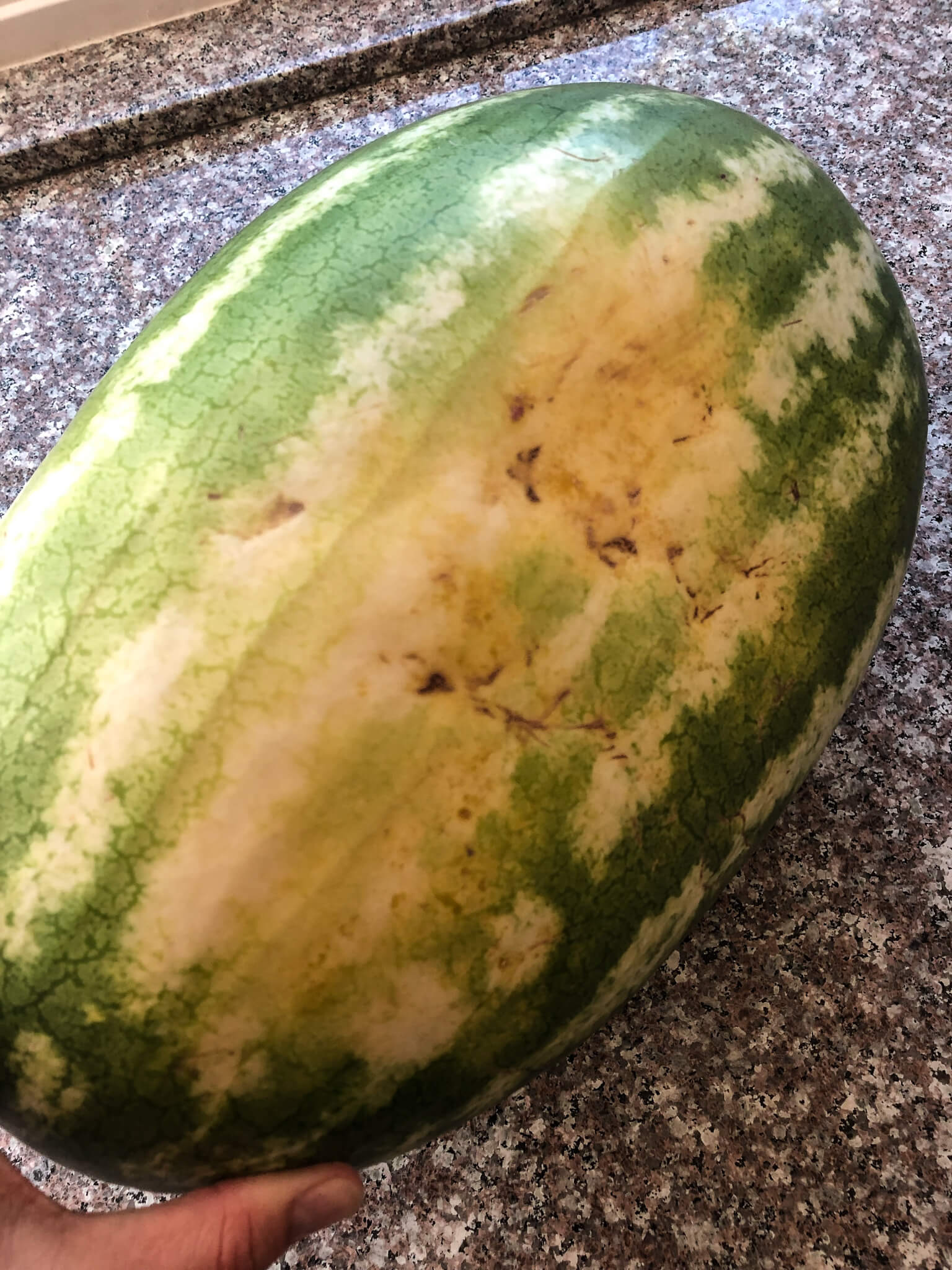 Picking the Perfect Watermelon - theolivebranch.net