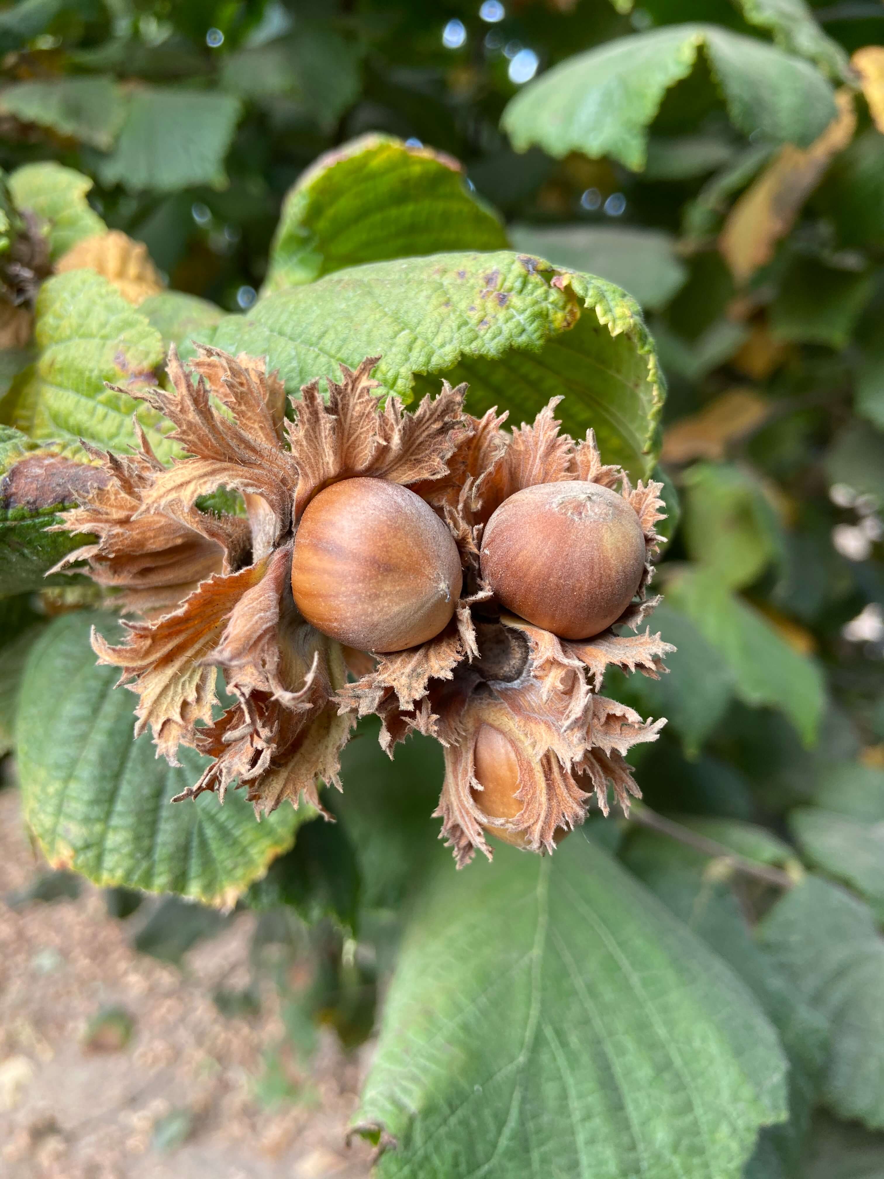 Home for Hazelnut Harvest - theolivebranch.net