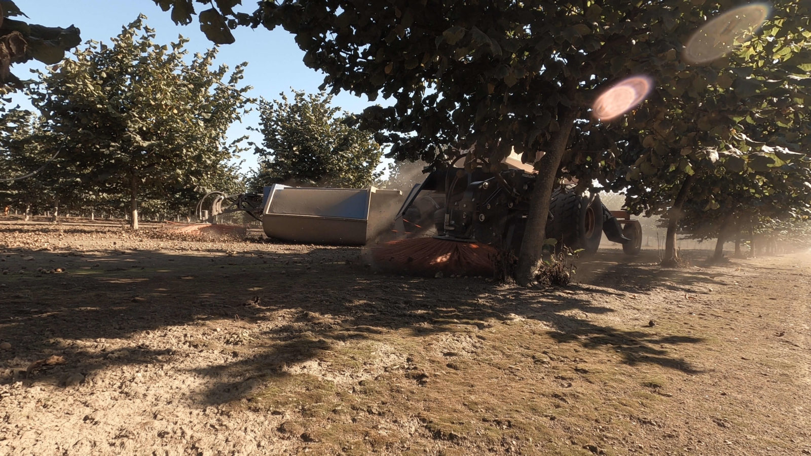 Home for Hazelnut Harvest - theolivebranch.net