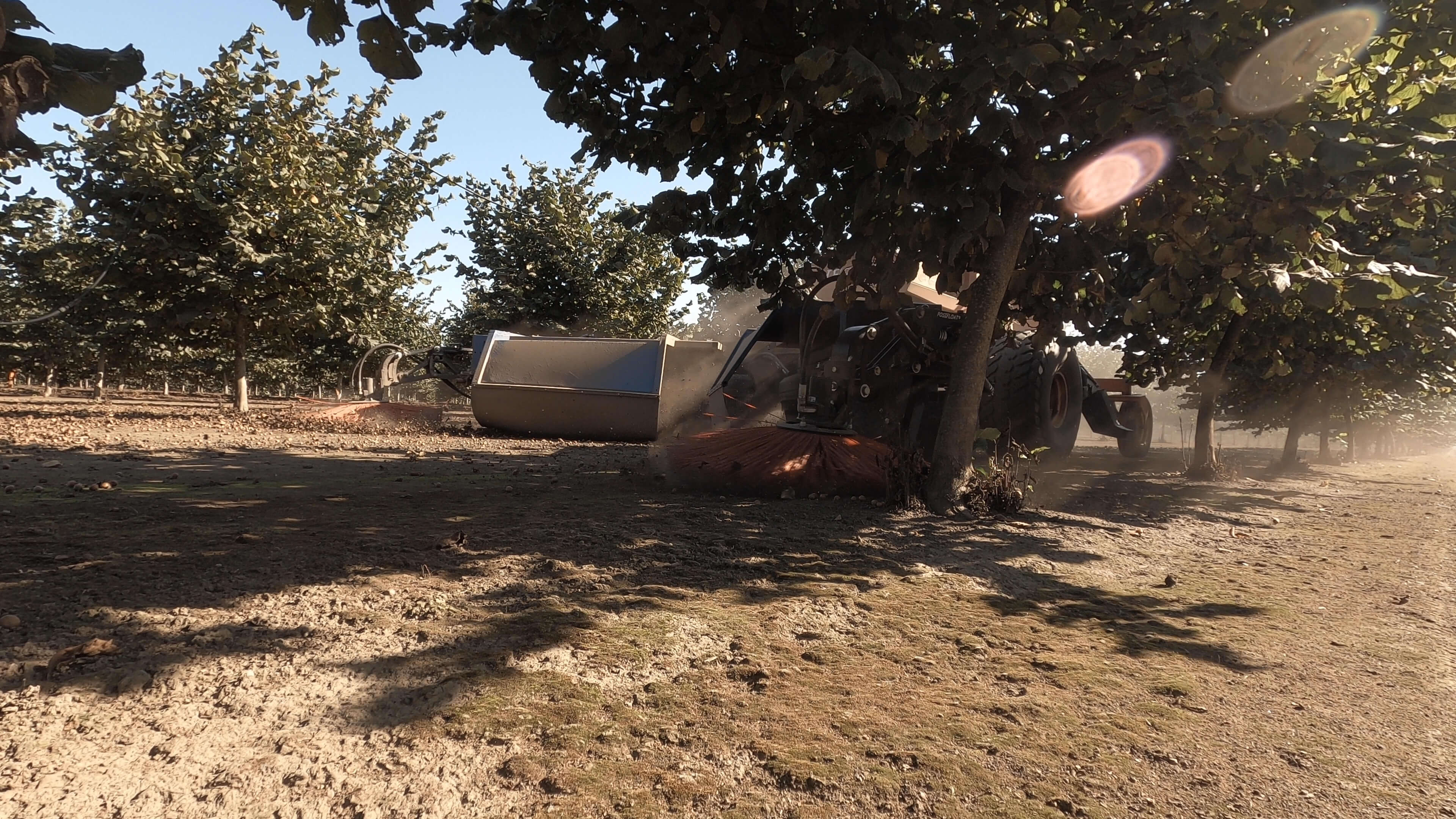 Home for Hazelnut Harvest - theolivebranch.net